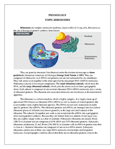Ribosomes Physiology Complementary First Semester Physiology Topic