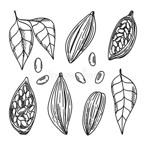 Vector Set Of Cocoa Beans Sketch Of Cocoa Leaves Open Cocoa Beans
