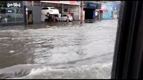 Temporal No Grande Recife Ruas Alagadas Queda De árvore E Até Jacaré