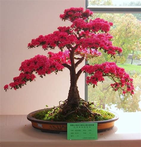 Bonsaï fleuri | Бонсай