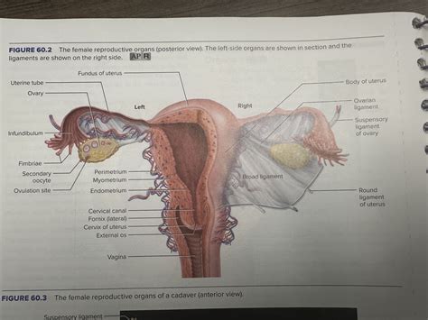 The Female Reproduction System Diagram Quizlet The Female Reproduction System Diagram Quizlet