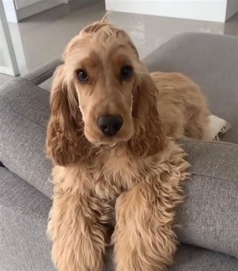 American Cocker Spaniel Puppies For Sale Artofit