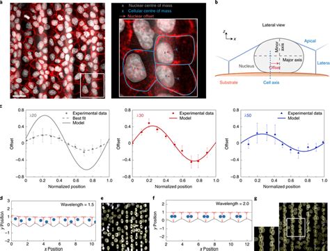 Substrate Curvature Modulates The Spatial Distribution Of Nuclei A
