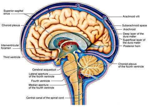 Describe The Circulation Of Cerebrospinal Fluid