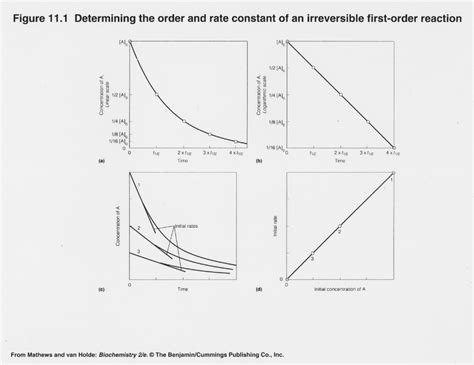 First Order Reaction Kinetics