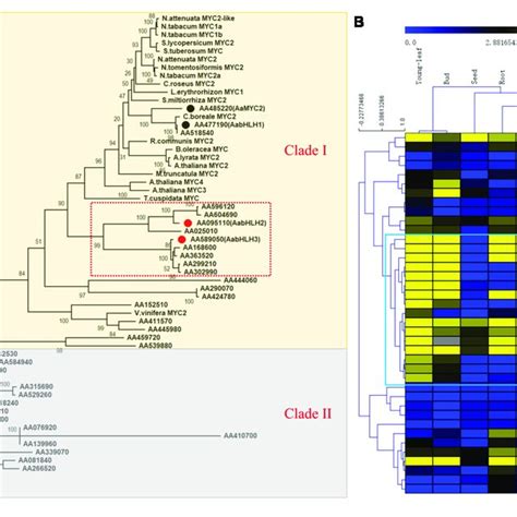 Phylogenetic Analysis And Global Gene Expression Of Myc Type