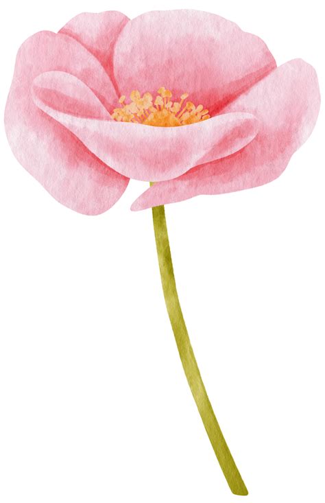 Pink Poppy Flowers Watercolor Illustration 9785945 Png