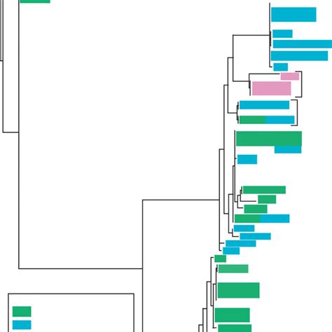 Unrooted Maximum Likelihood Tree Of Nuclear Ribosomal Sequences Of