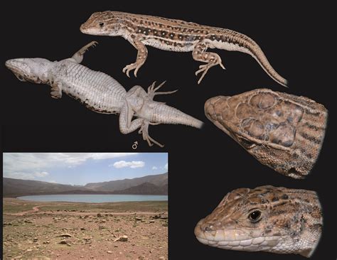 Acanthodactylus Lacrymae “wild” Pictures