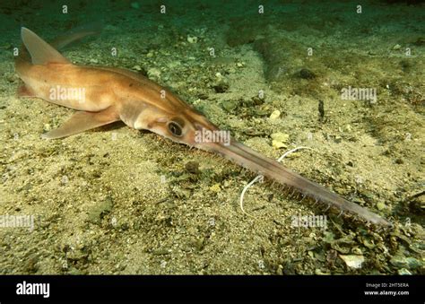 Longnose Sawshark Habitat At Jonathan Whelchel Blog