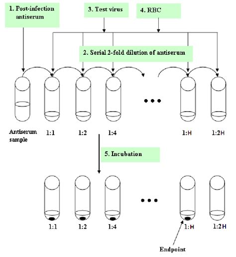 Schematic Illustration Of The Main Steps Of The Hi Assay Antisera