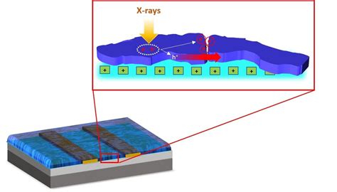Icmab Highly Sensitive And Flexible Organic X Ray Detectors