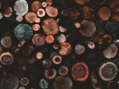 Frêne Pour Bois De Chauffage Avantages Et Inconvénients