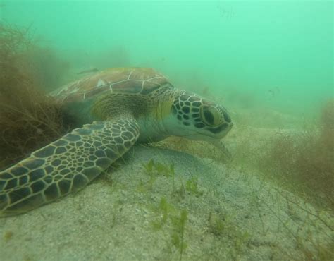 Try Scuba Diving San Juan All You Need To Know Before You Go