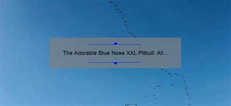 The Adorable Blue Nose XXL Pitbull All You Need To Know