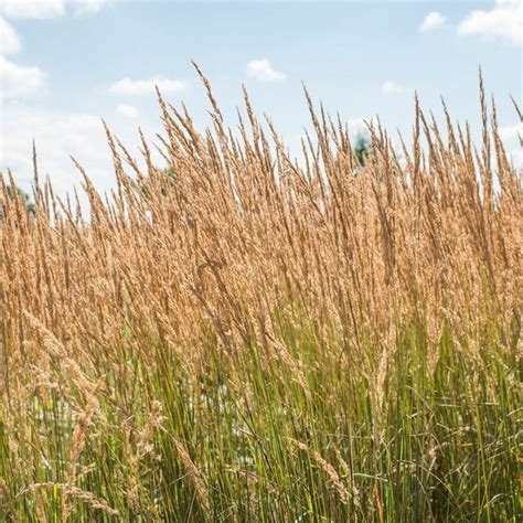 Karl Foerster Feather Reed Grass American Meadows