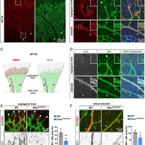 Fibrillin 1 Is Expressed Within The Microvasculature Of The Developing Download Scientific