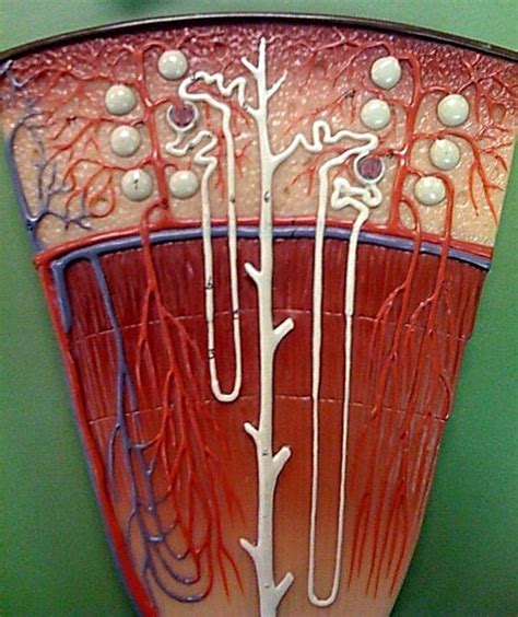 Nephron Model Diagram Quizlet