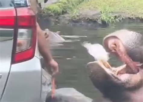 Diberi Makan Sampah Plastik Oleh Pengunjung Taman Safari Pastikan Kuda