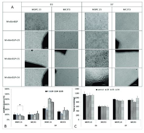 Morphology Alkaline Phosphatase Activity And Total Protein Content In