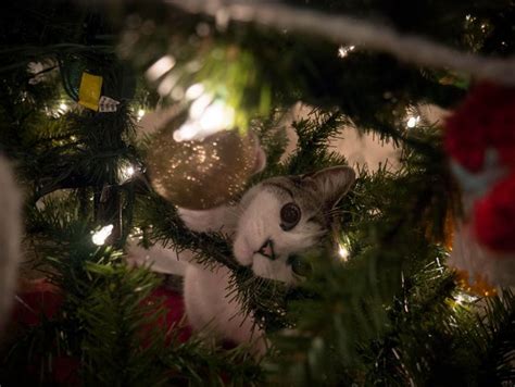 My Spongebob Tree 🎄 R Spongebob