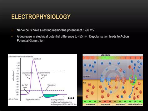 Basics Of Peripheral Nerve Stimulation PPT
