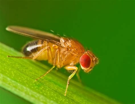 How To Get Rid Of Fruit Flies From Drains Stop Them