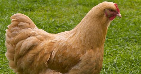 Sussex Chickens Breed And Care Guide The Garden Magazine