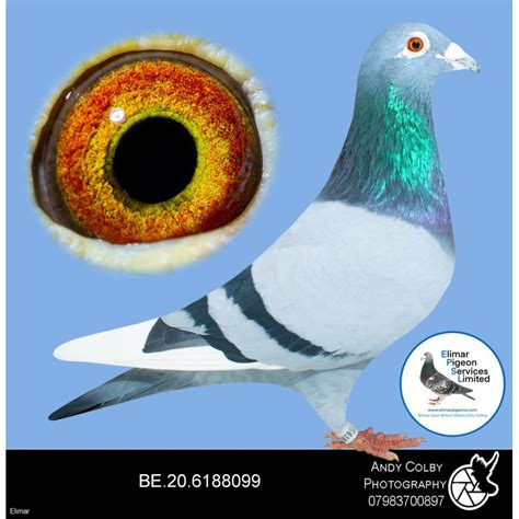 B20 6188099 Blue W F Cock “new Leyla 099” Sire Of P W Bro Super Racer