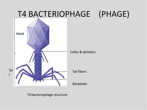 Solution Bateriophage T4 Pahge Lytic And Lysogenic Cycle Induction