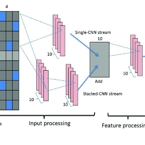 dual stream cnn model structure genotypes are one hot coded and
