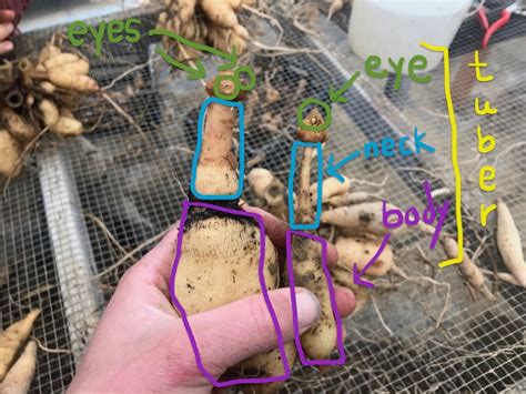 How Long To Soak Dahlia Tubers Before Planting A Comprehensive Guide