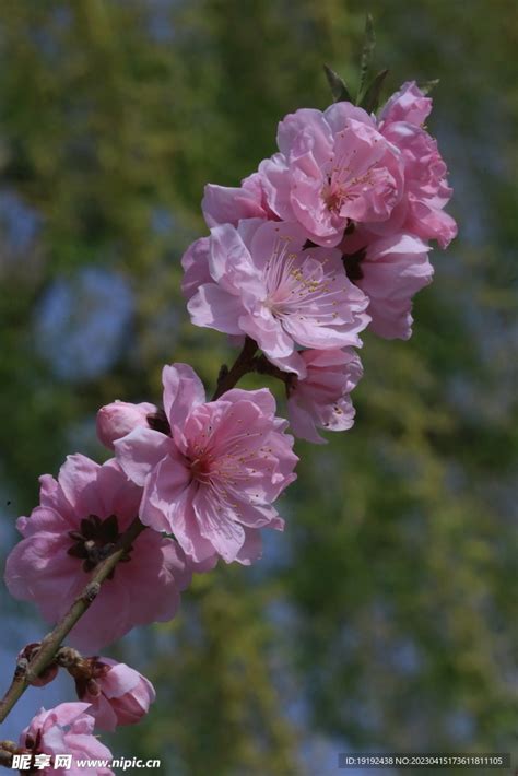 碧桃花儿 摄影图 花草 生物世界 摄影图库 昵图网