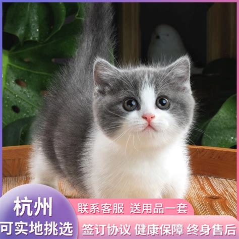 蓝白折耳猫图片 蓝猫英短折耳猫图片 折耳猫为什么不能养 第13页 大山谷图库