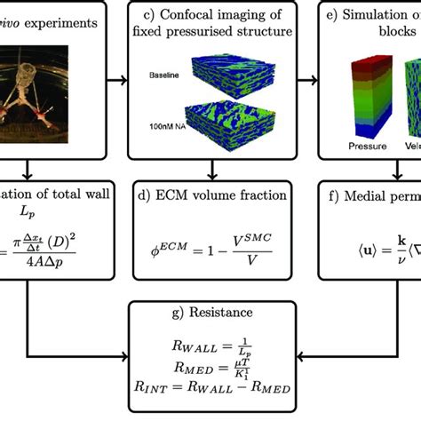 Flowchart Describing Major Steps In The Combined Download Scientific Diagram