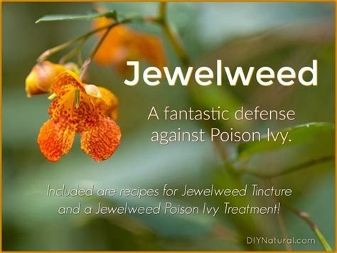 Jewelweed All About The Plant And A Jewelweed Poison Ivy Treatment