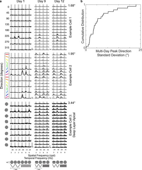 Anatomy And Function Of An Excitatory Network In The Visual Cortex