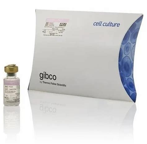 Thermo Fisher Human Fgf Basic Fgf 2bfgf Aa 1 155 Recombinant