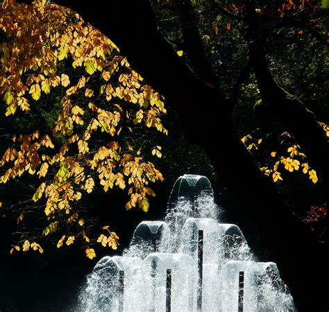 Free Images Tree Nature Forest Branch Light Night Sunlight