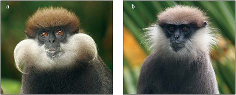 A New Color Morph Of The Southern Purple Faced Langur Semnopithecus
