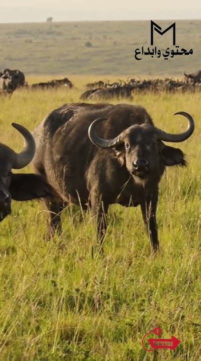 الجاموس Youtube