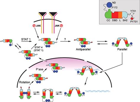 Dephosphorylation Of Phosphotyrosine On Stat1 Dimers Requires Extensive