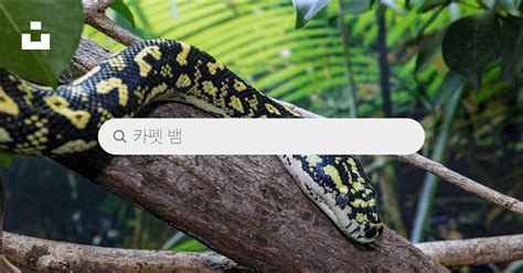 카펫 뱀 사진 Unsplash에서 무료 이미지 다운로드