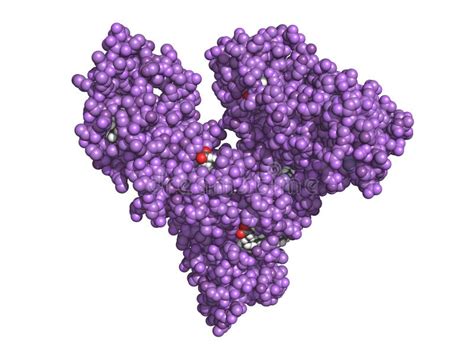 Estructura Molecular De La Albúmina De Suero Stock De Ilustración
