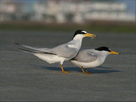 Interior Least Tern