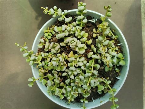 Crassula Corallina Siracactus Succulente Sicilia Vendita Online