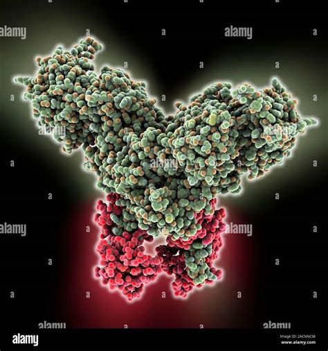 Molecular Motor Protein Computer Model Showing The Structure Of A Two