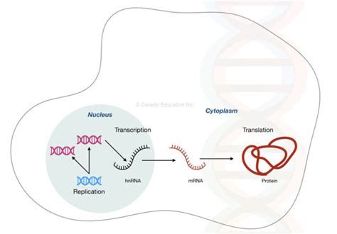 RNA Structure Types And Function
