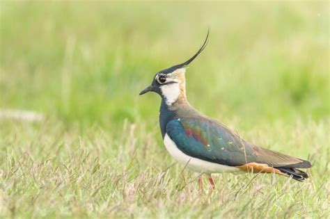 Premium Photo Lapwing Northern Lapwing In The Grass Vanellus Vanellus