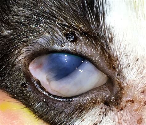 Pink Eye In Cats Causes Symptoms Treatment Atelier Yuwaciaojp